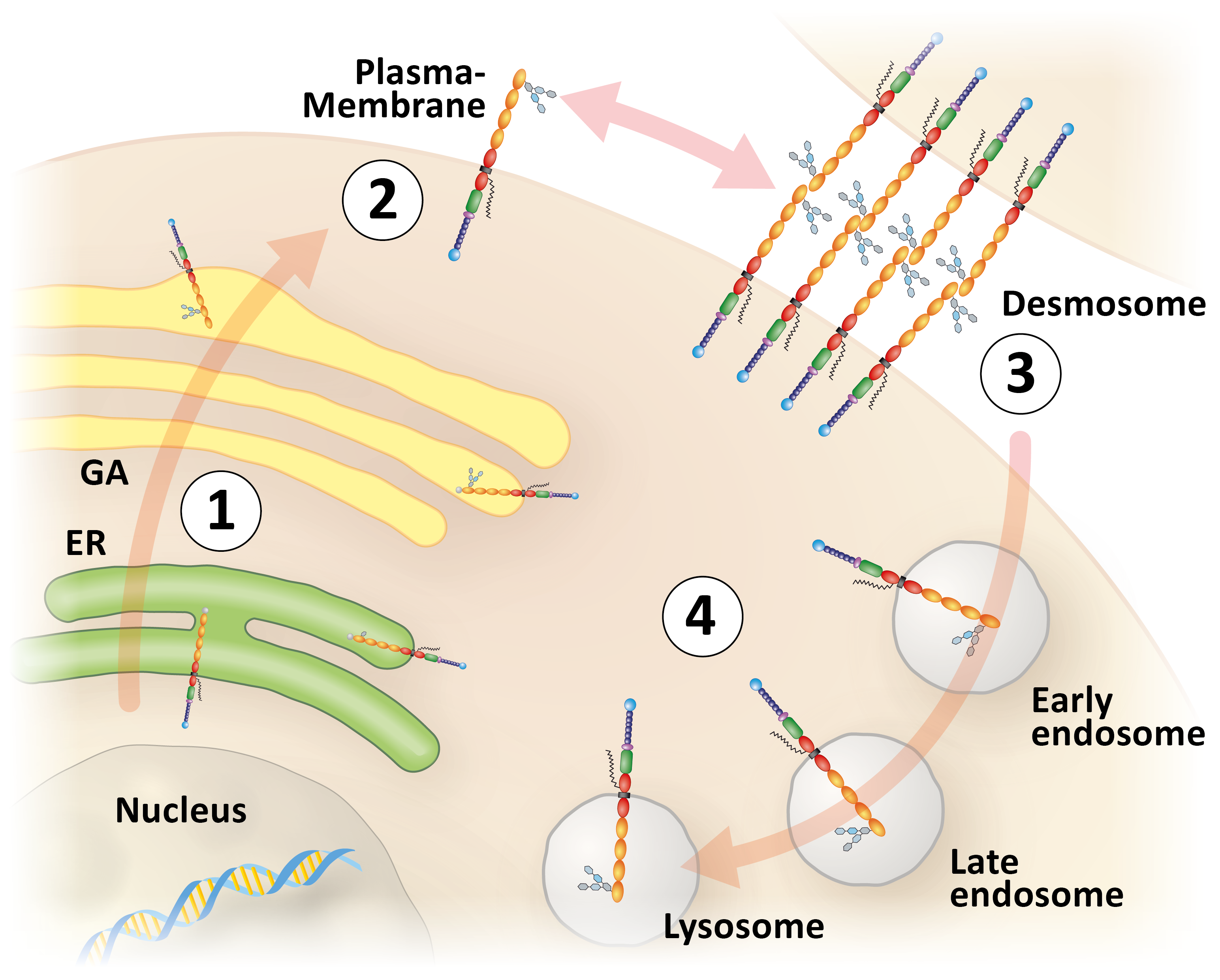 Desmosomes In Cardiac Muscle